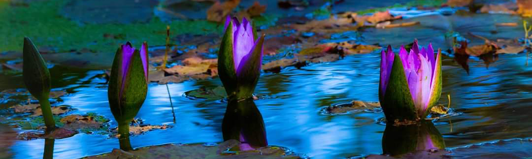 Home - Anne Tomin Psyd Anne Tomin Psychologist in Sonoma / Marin